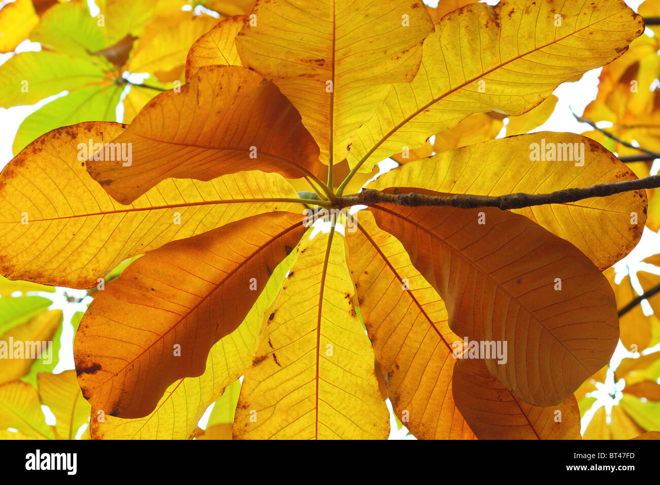 Yellow magnolia hi-res stock photography and images - Alamy