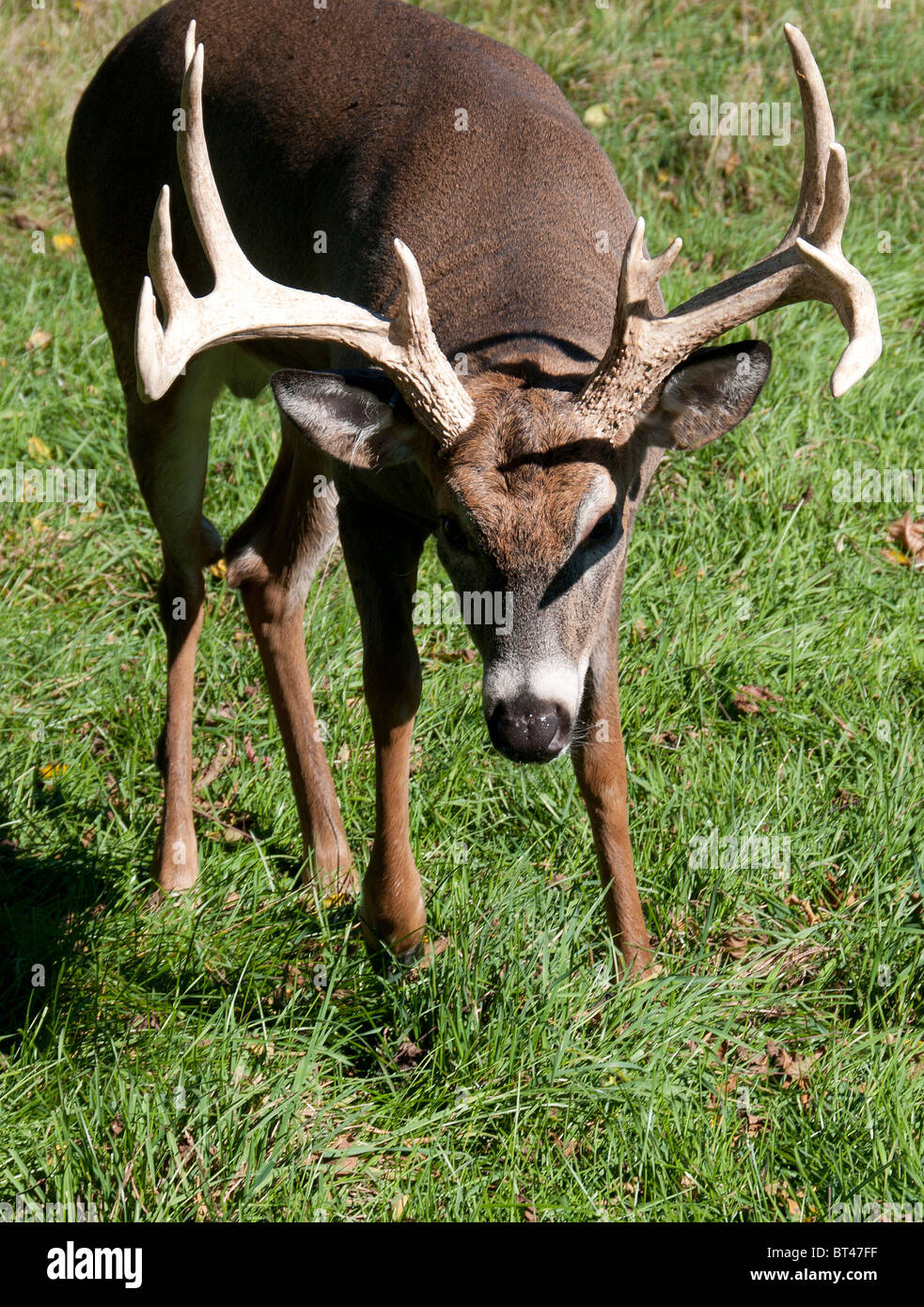 Hunting stags hi-res stock photography and images - Alamy