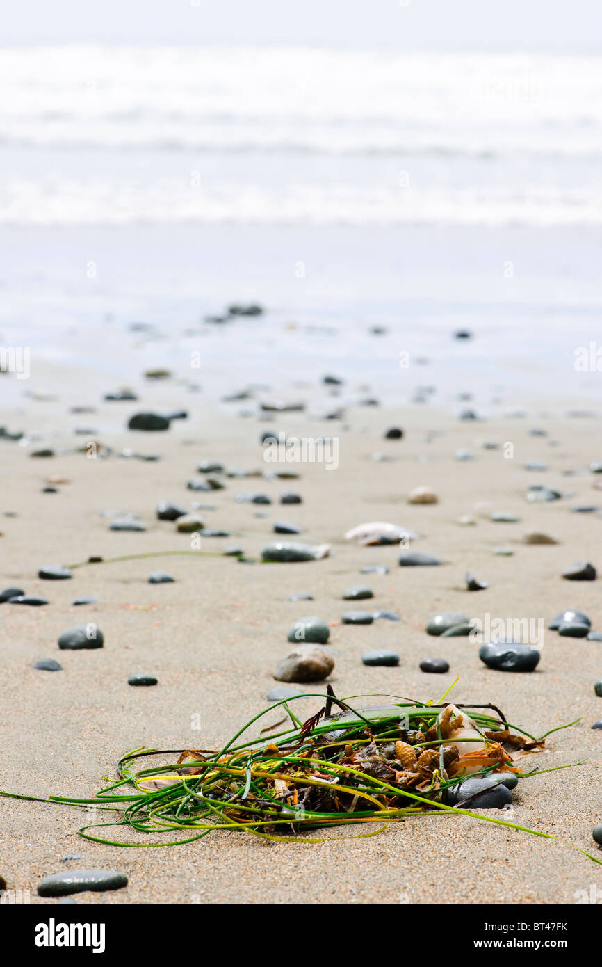 Seaweed on sand, Long Beach in Pacific Rim National Park, Canada Stock ...