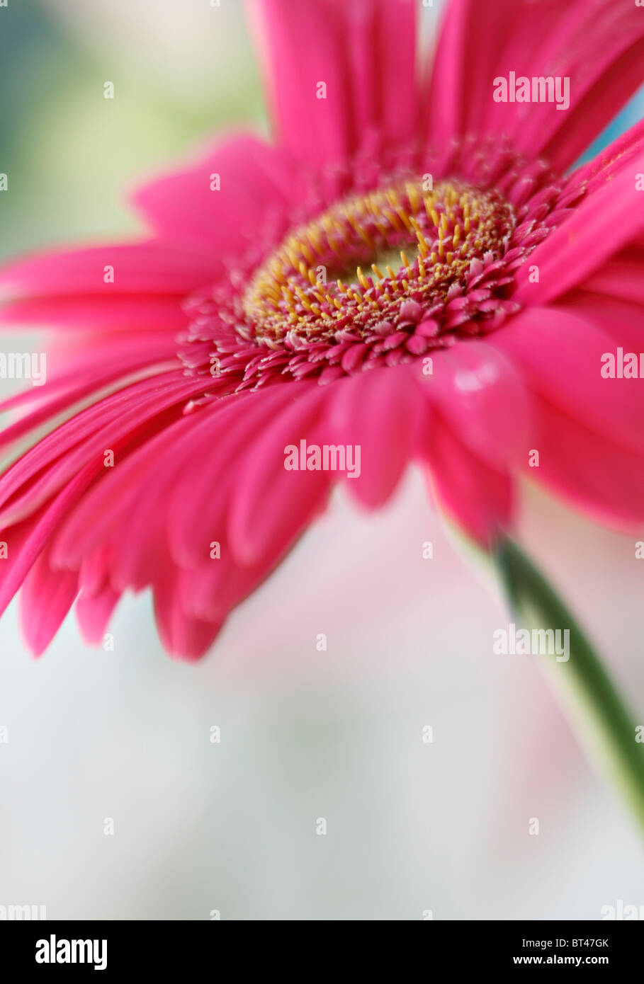 A colorful, selectively focused macro capture of a pretty pink Gerbera ...