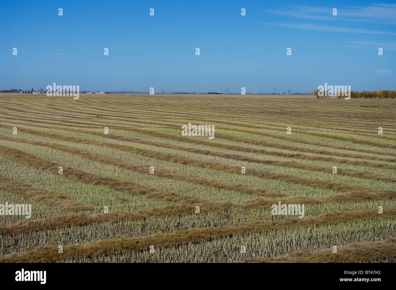 Wheat harvest rows Stock Photo - Alamy