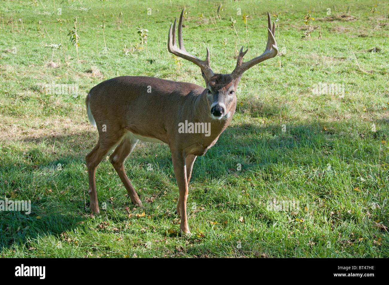 White tail deer stags hi-res stock photography and images - Alamy