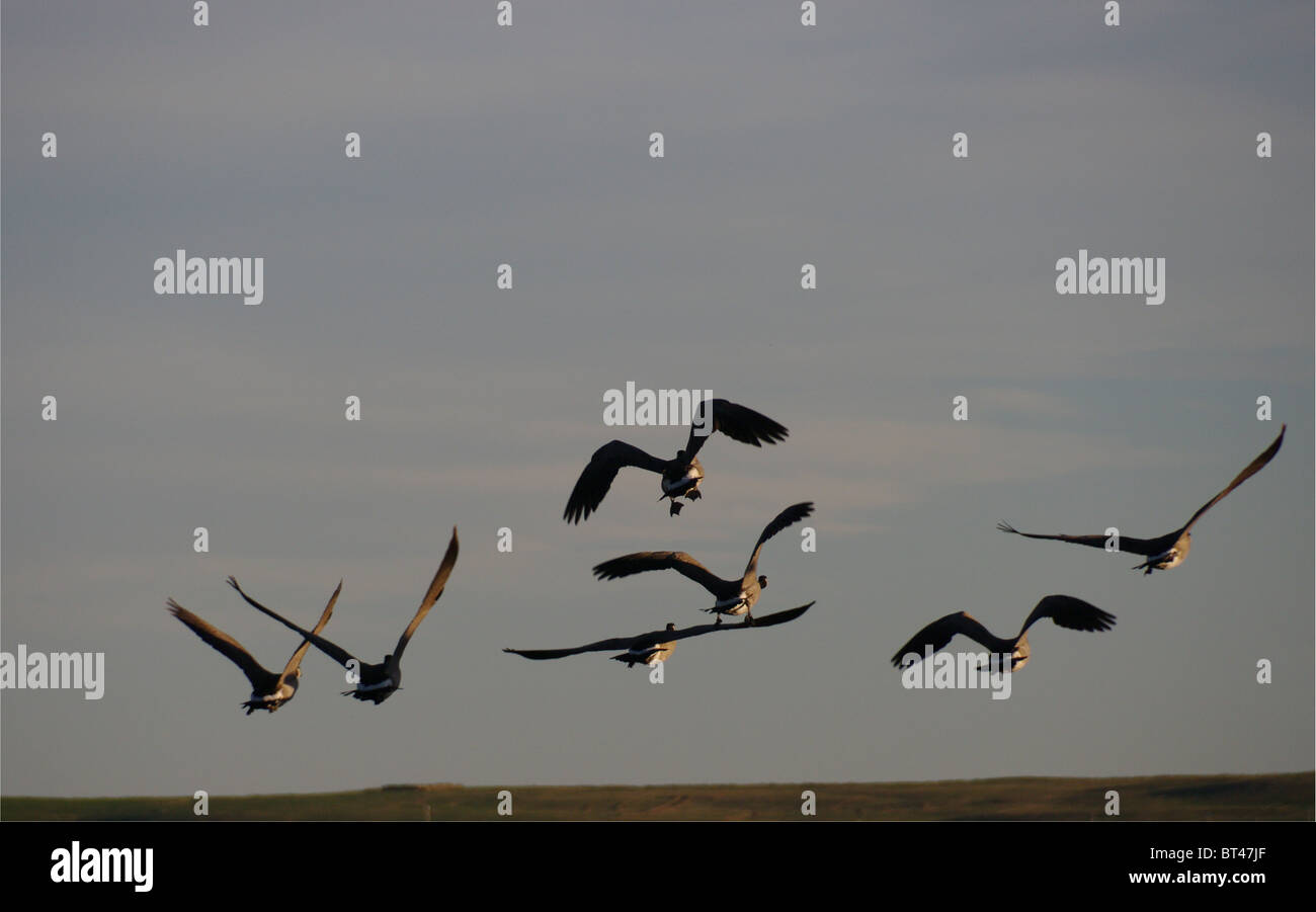 Geese flying sunset hi-res stock photography and images - Alamy