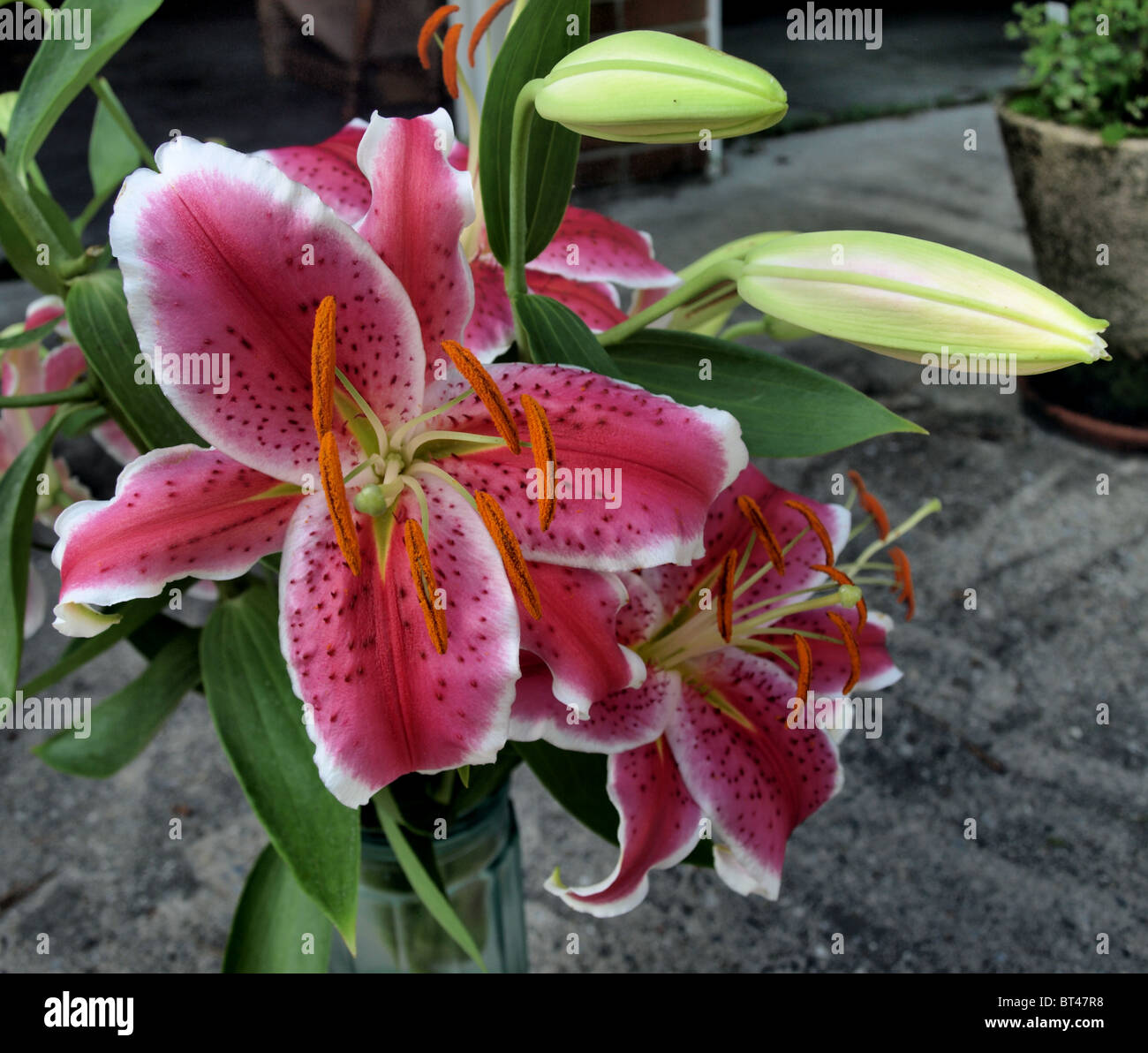 flower Asian lily red pink red marbled green plant Stock Photo - Alamy
