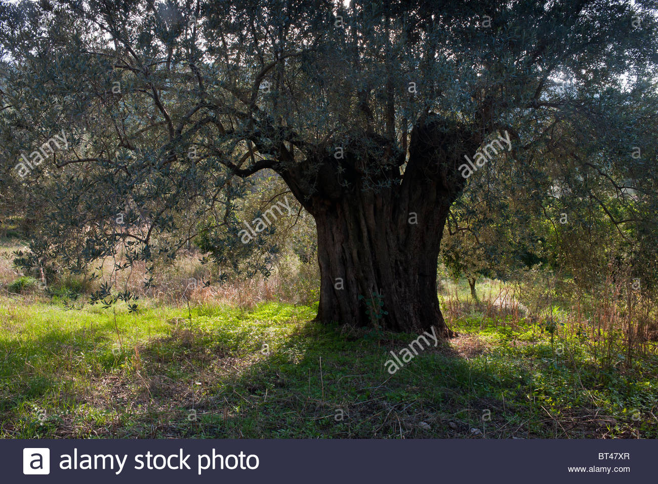 Olea Europaea Stock Photos & Olea Europaea Stock Images - Alamy