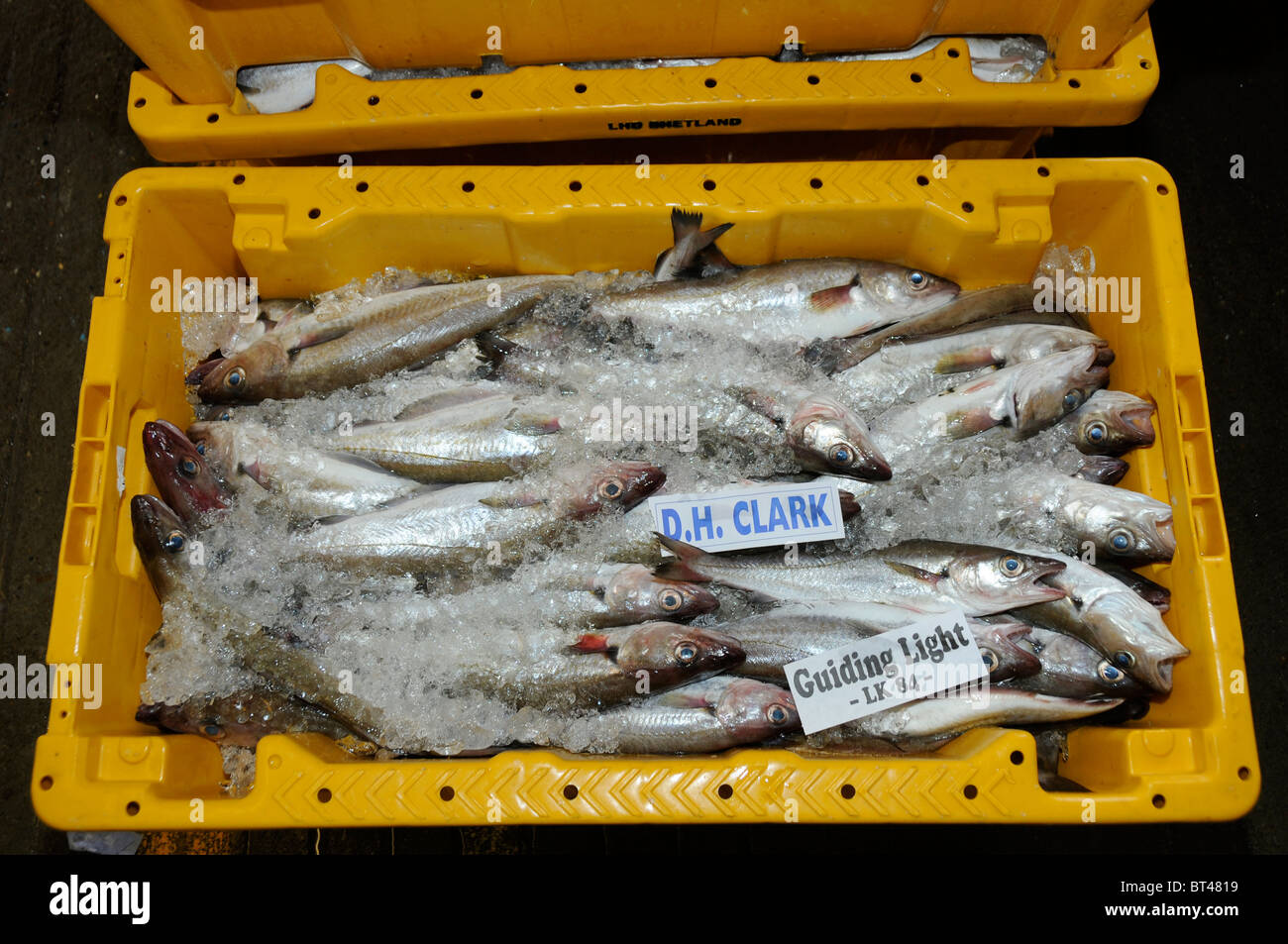 Some of the daily catch at the Fish Market Lerwick Stock Photo - Alamy