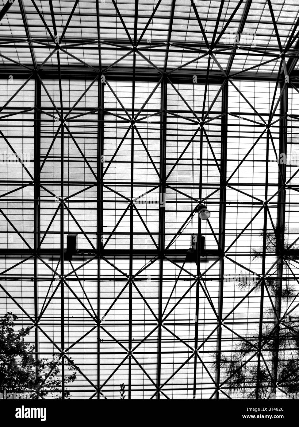 ceiling grid on glass ceiling with fringes of plants Stock Photo - Alamy