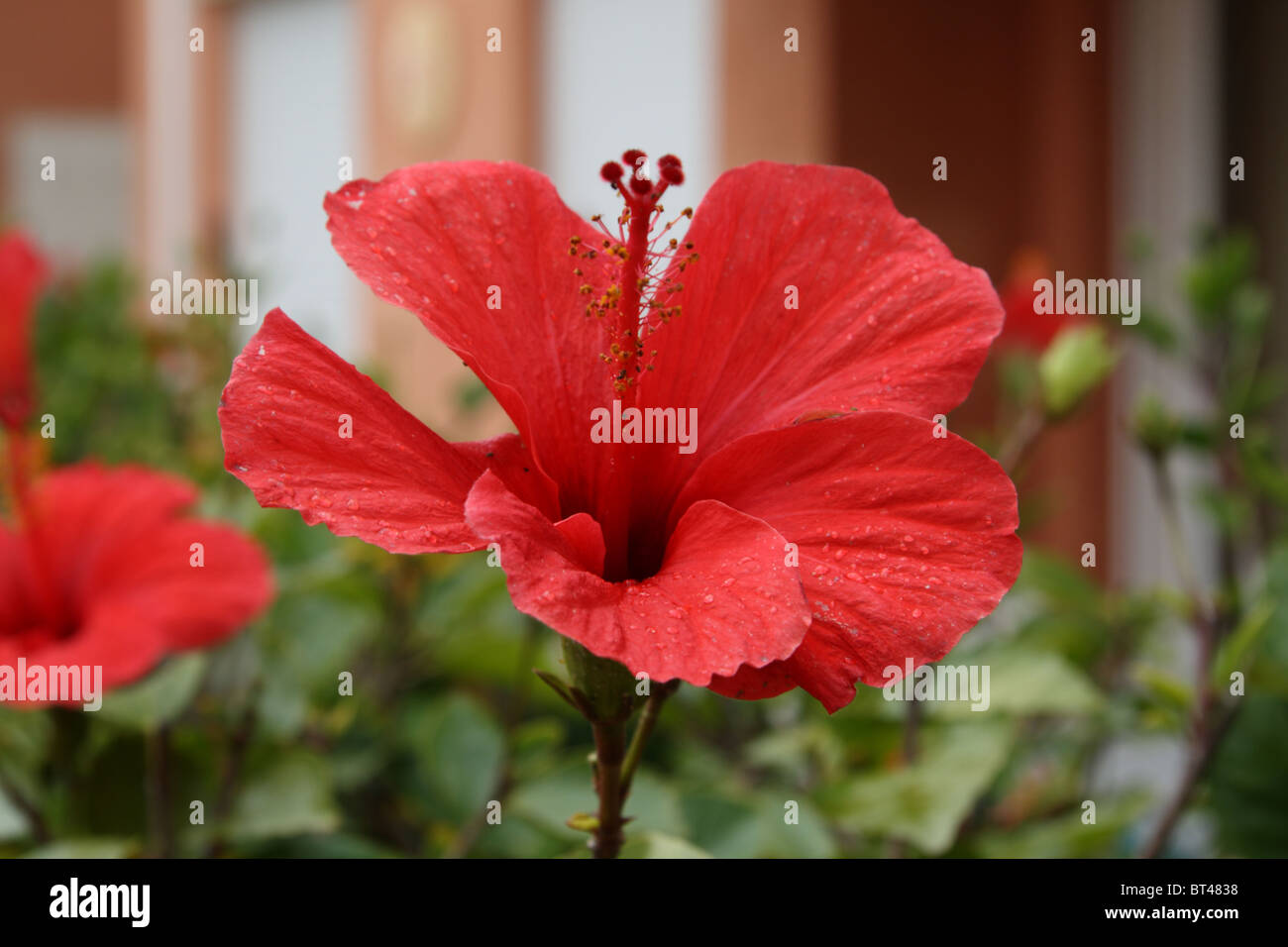 Red column plant hi-res stock photography and images - Alamy