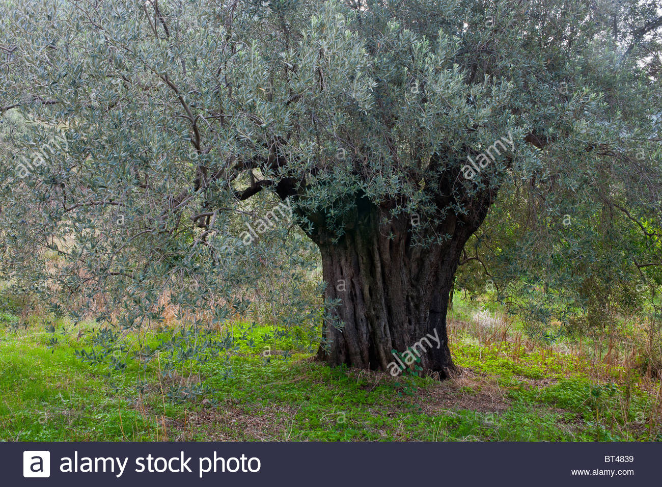 Olea Europaea Stock Photos & Olea Europaea Stock Images - Alamy