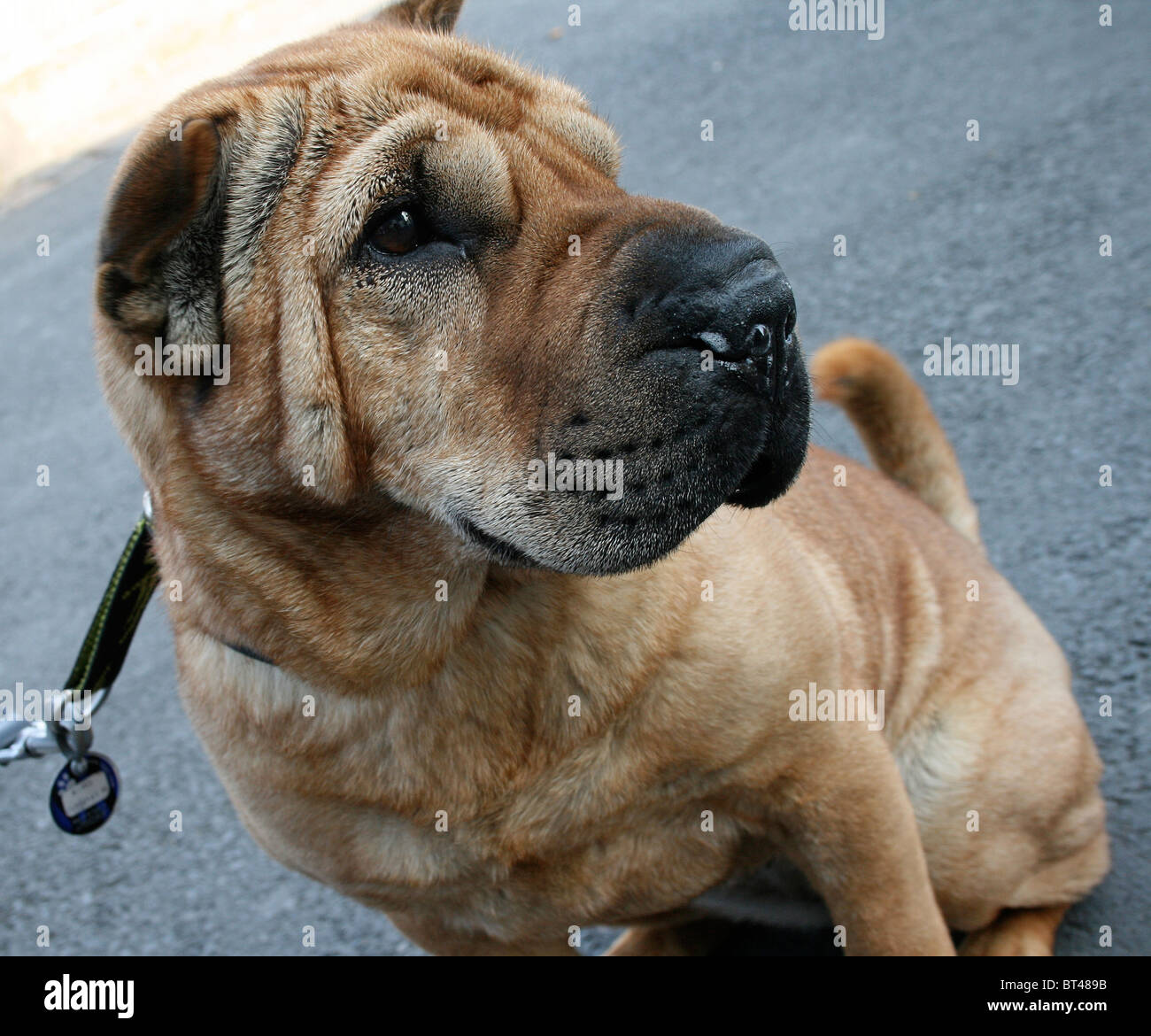 Dog with wrinkles Stock Photo - Alamy
