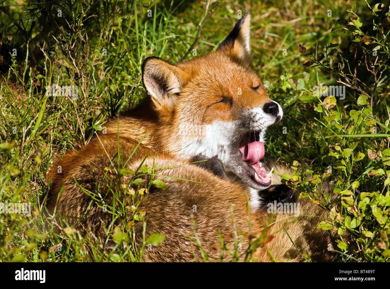Wild red fox den hi-res stock photography and images - Alamy