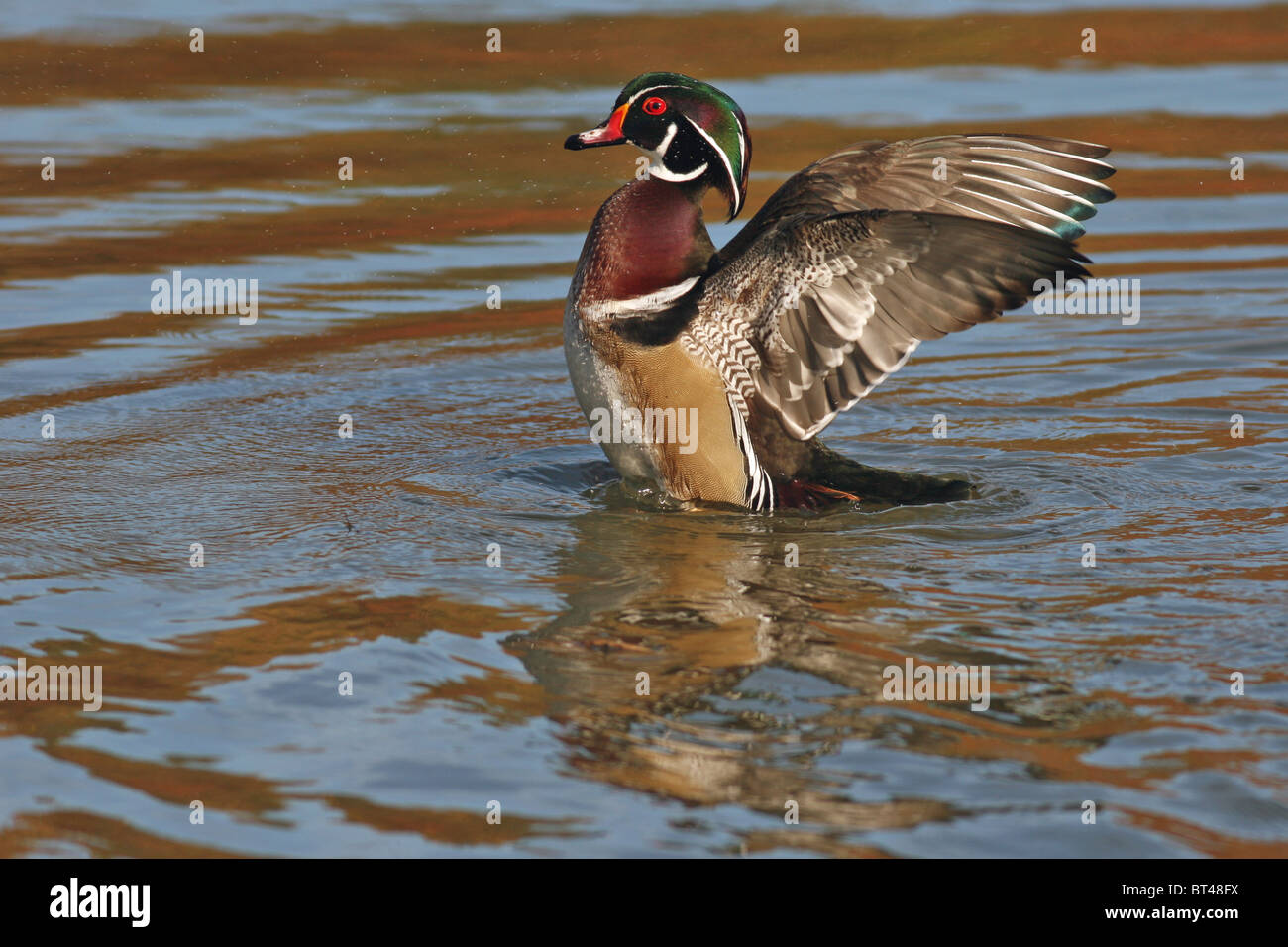 male wood duck flapping wings Stock Photo - Alamy