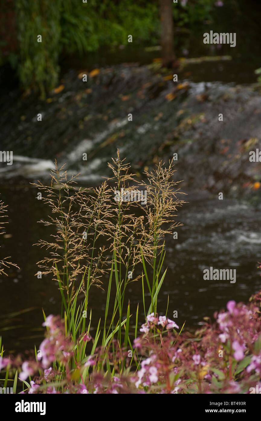 River Plants Uk High Resolution Stock Photography and Images - Alamy