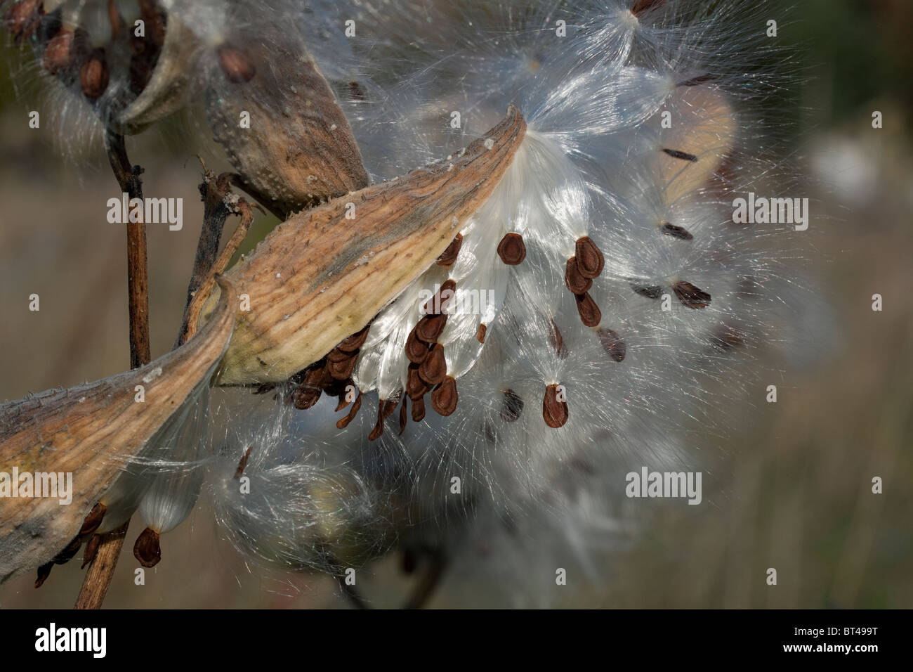 Airborne Seeds Stock Photos & Airborne Seeds Stock Images - Alamy