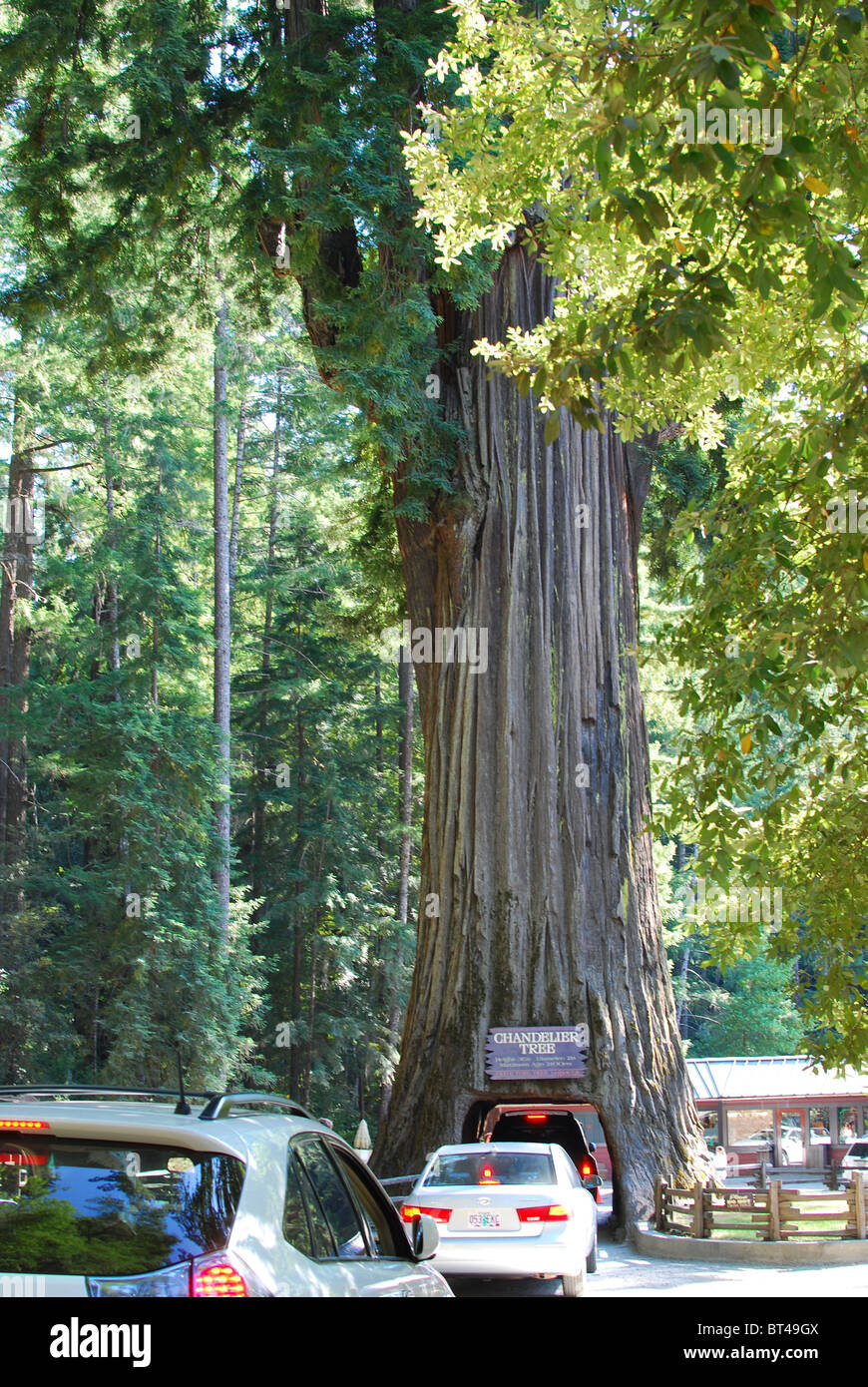 Drive car tree redwoods hi-res stock photography and images - Alamy