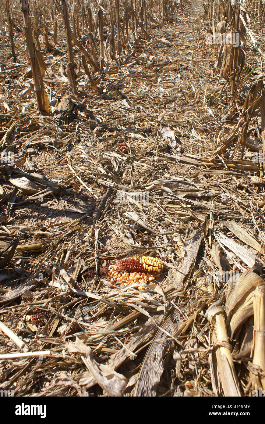 Dead corn field hi-res stock photography and images - Alamy