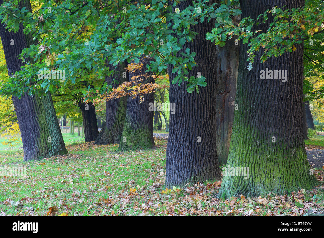 Group of old oak trees Quercus robur Stock Photo - Alamy