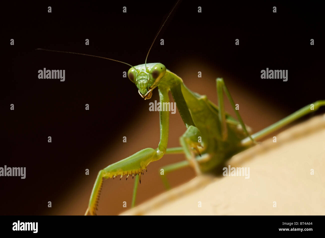 Green Preying Mantis Stock Photo - Alamy