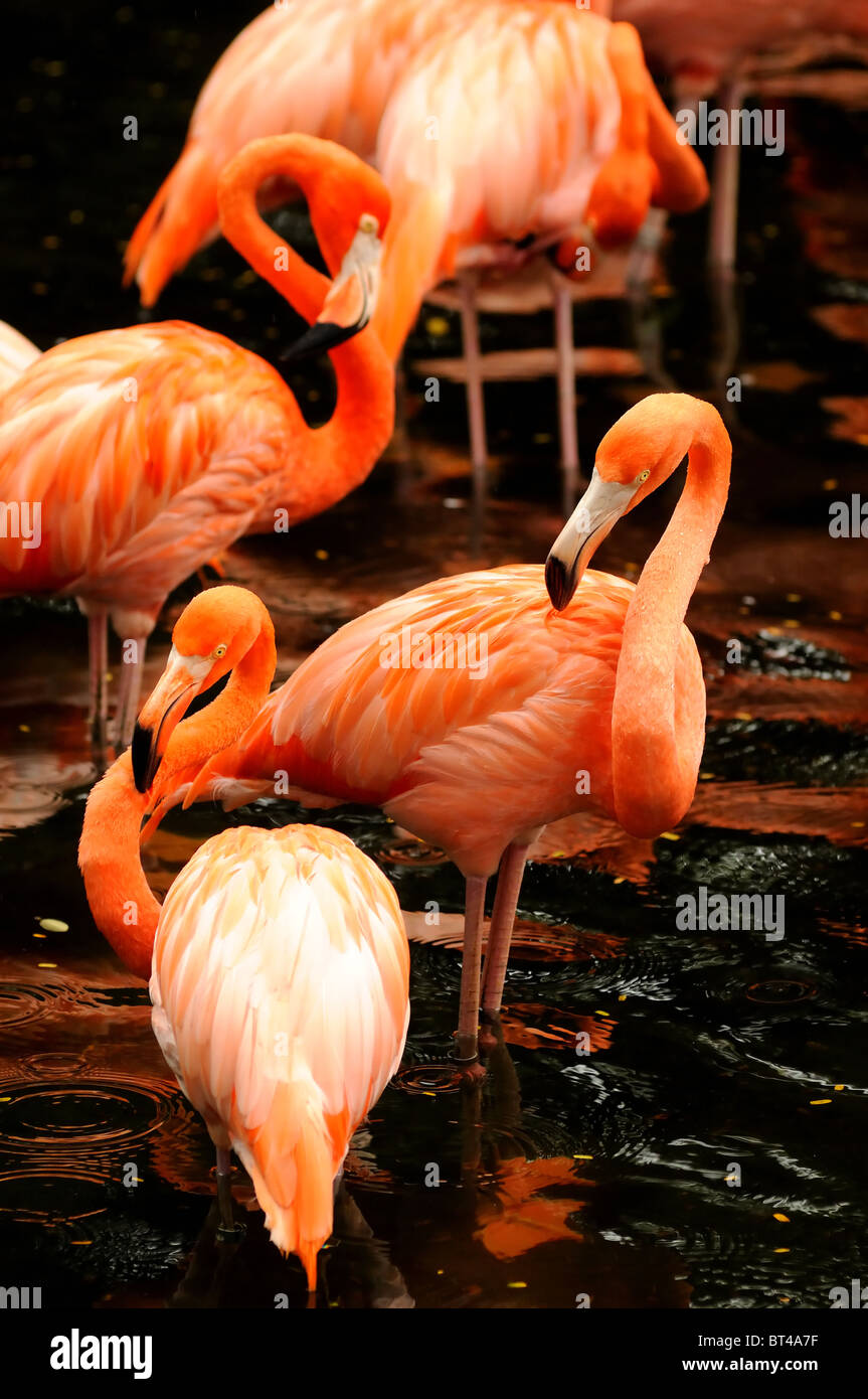 The flock of pink flamingo in the water Stock Photo - Alamy