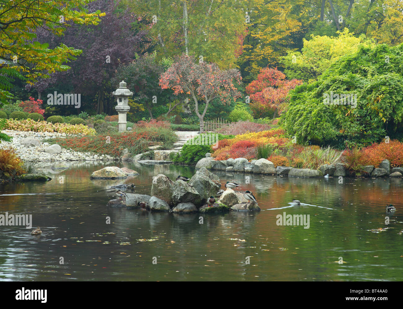 Quiet tranquil water and multicolor fall leaves Japanese garden in ...