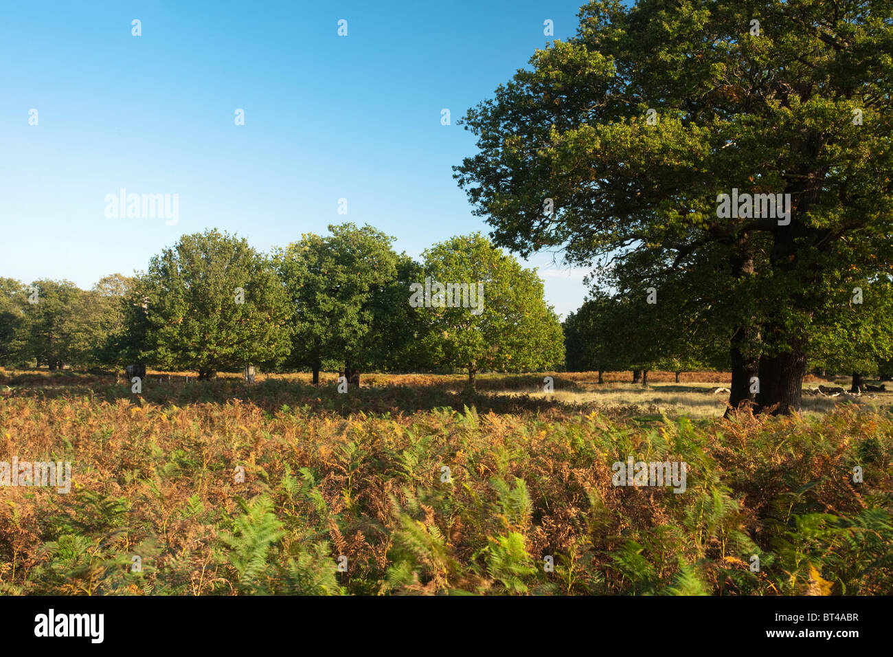 Autumn trees in Richmond Park, Surrey, Uk Stock Photo - Alamy