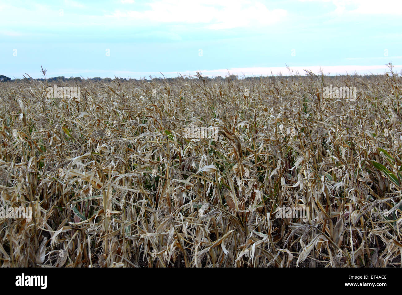 A field of maize stalks after harvesting of the cobs Stock Photo - Alamy
