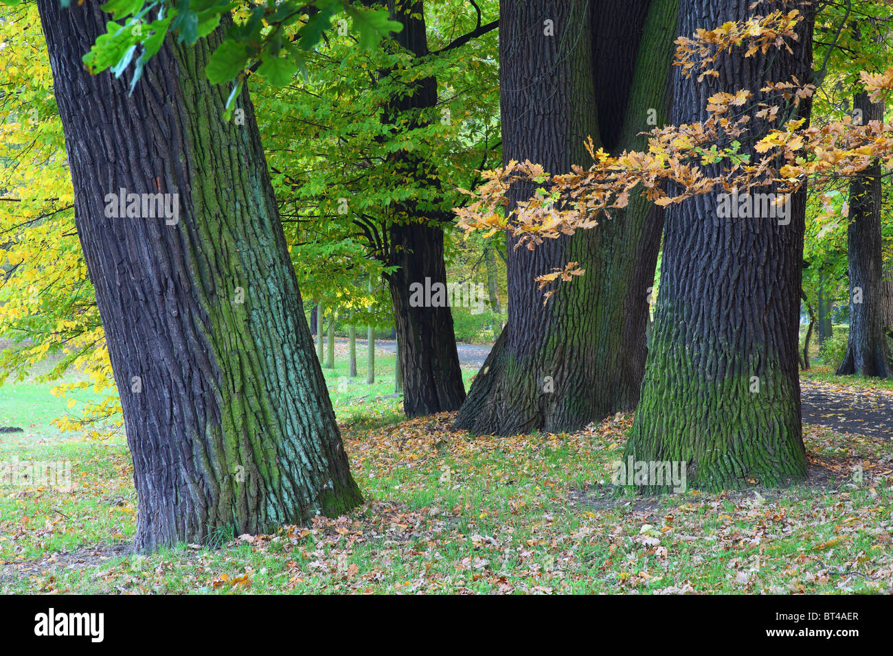Group of old oak trees Quercus robur Stock Photo - Alamy