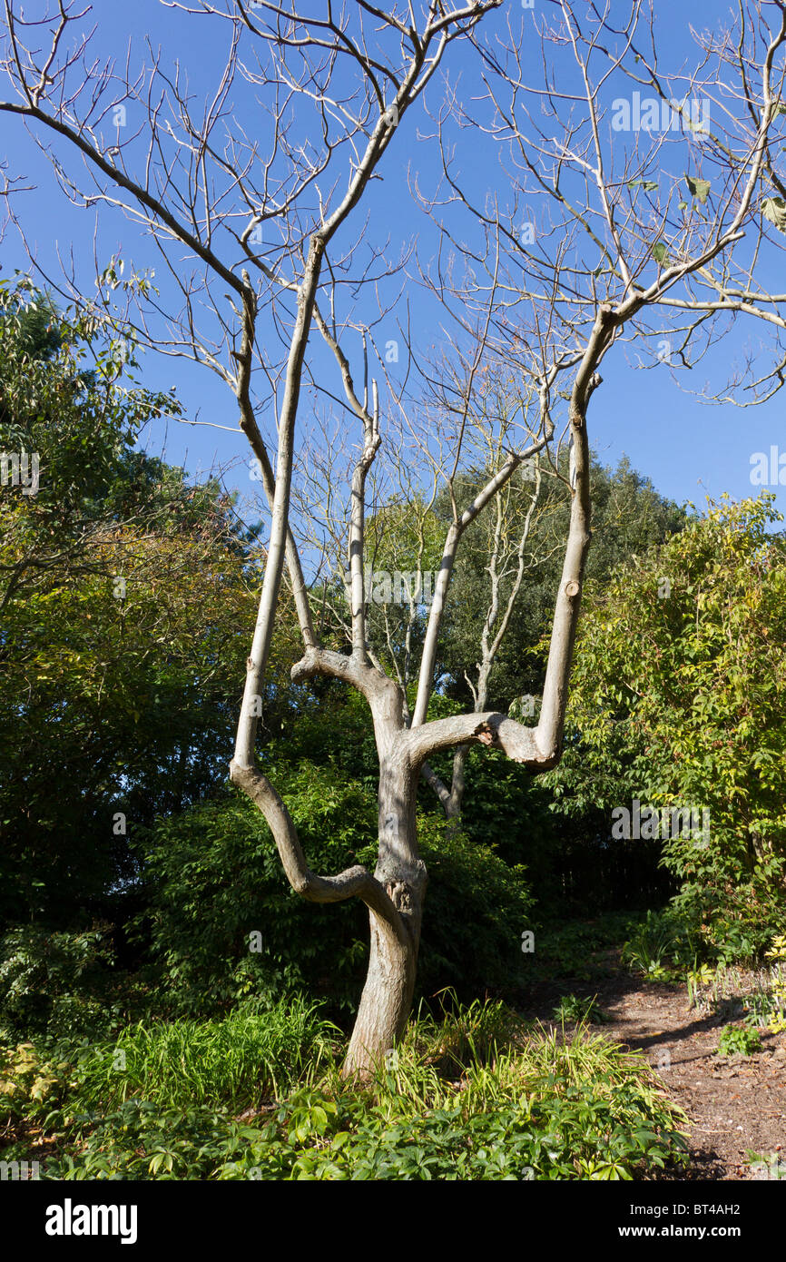 A bare Empress Tree (Paulownia tomentosa) in autumn in UK Stock Photo ...