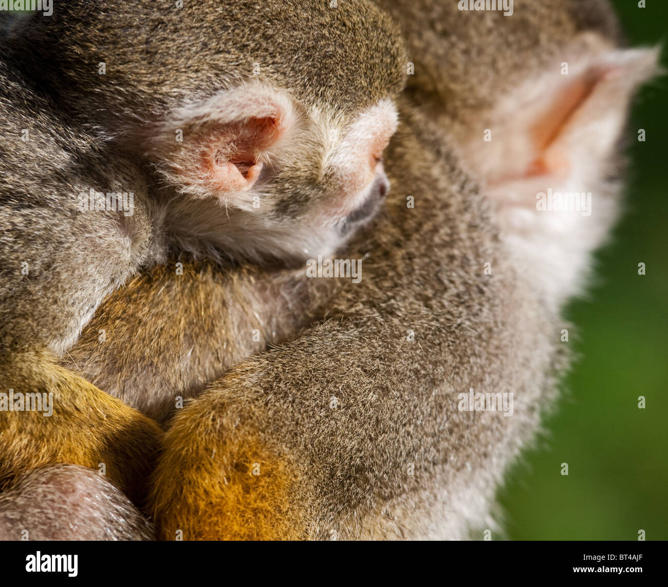Monkeys mammals hi-res stock photography and images - Alamy