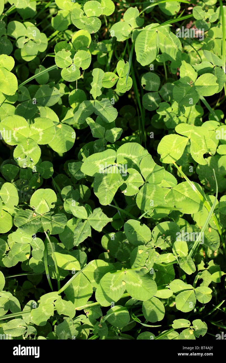 A patch of clover Stock Photo - Alamy