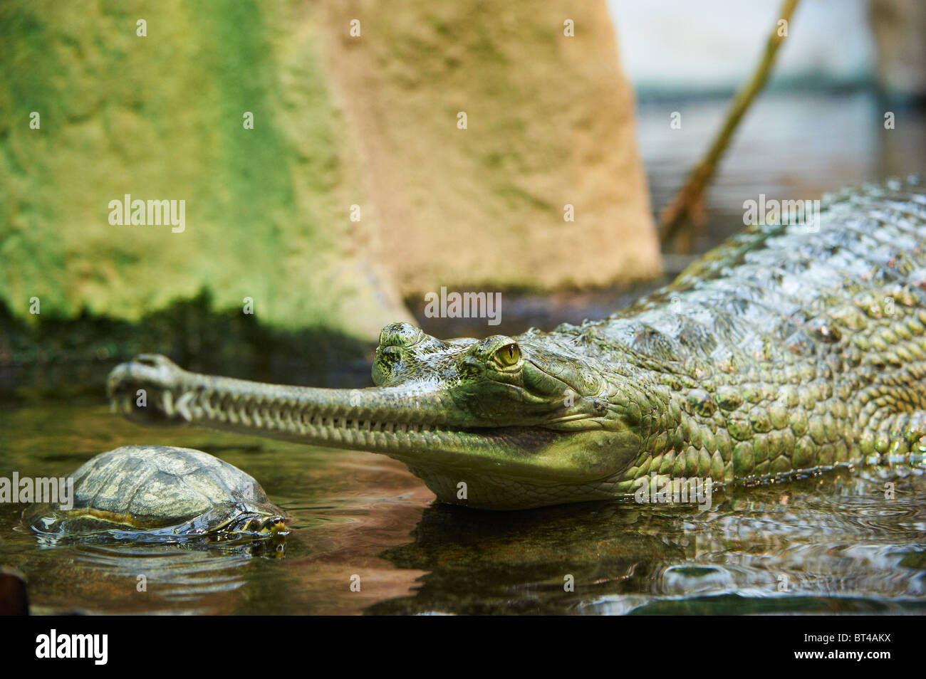 Indian Gavial, Indian Gharial, Gavialis gangeticus Stock Photo - Alamy