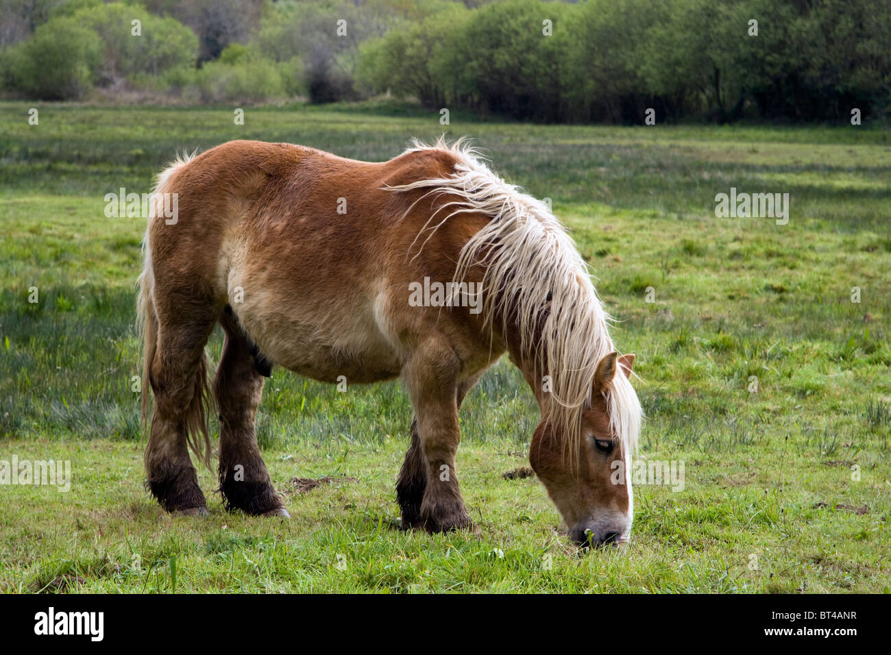 Breton horses hi-res stock photography and images - Alamy