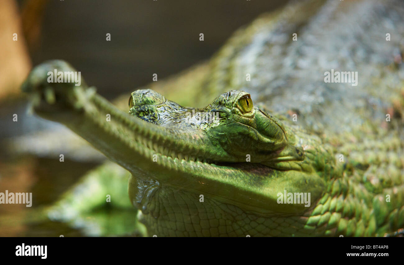 Indian Gavials High Resolution Stock Photography and Images - Alamy