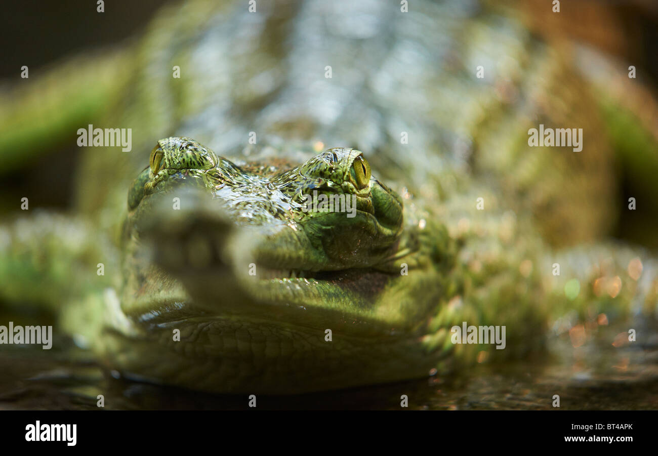 Indian Gavials High Resolution Stock Photography and Images - Alamy