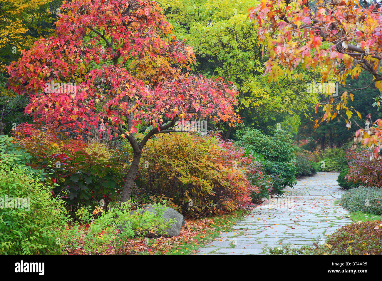 Multicolor fall leaves Japanese garden in autumn Wroclaw Poland Stock ...