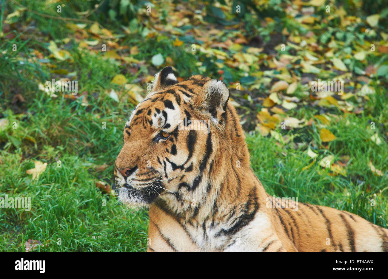 Russia siberian tiger reserve hi-res stock photography and images - Alamy