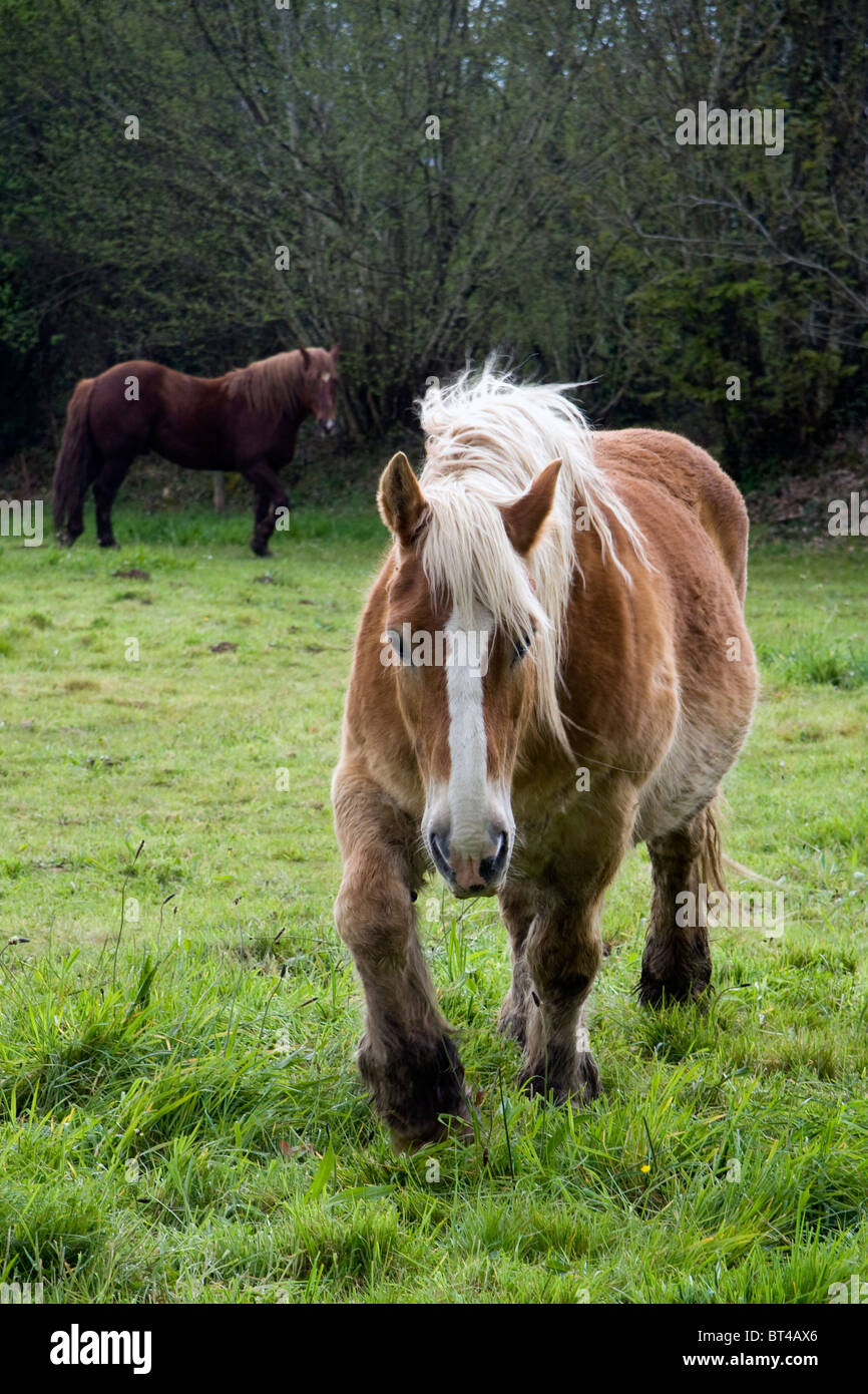 Breton horses hi-res stock photography and images - Alamy