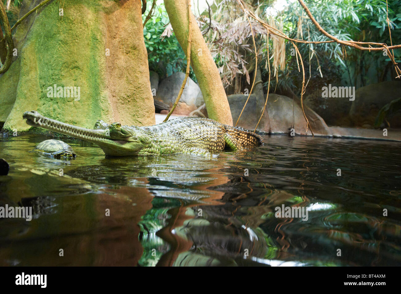 Indian Gavial, Indian Gharial, Gavialis gangeticus Stock Photo - Alamy
