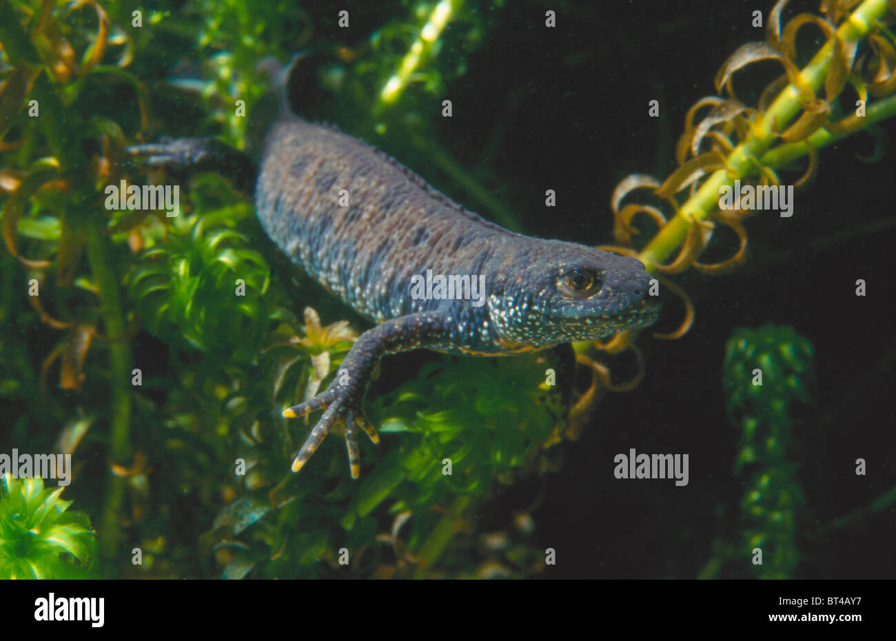 Great Crested Newt ( also known as Warty Newt) Triturus cristatus ...