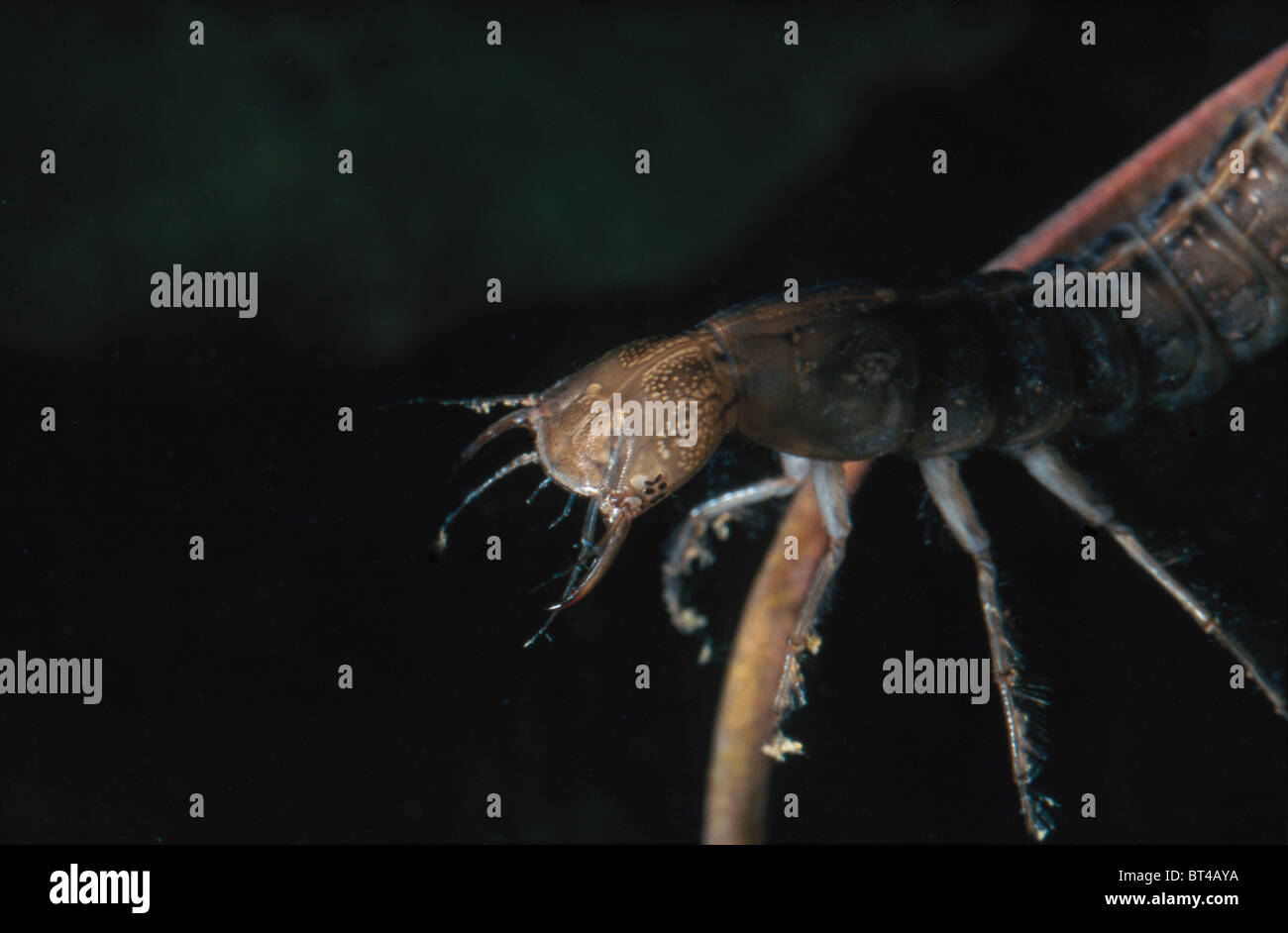 Great Diving Beetle larva Dytiscus marginalis underwater. UK Stock ...