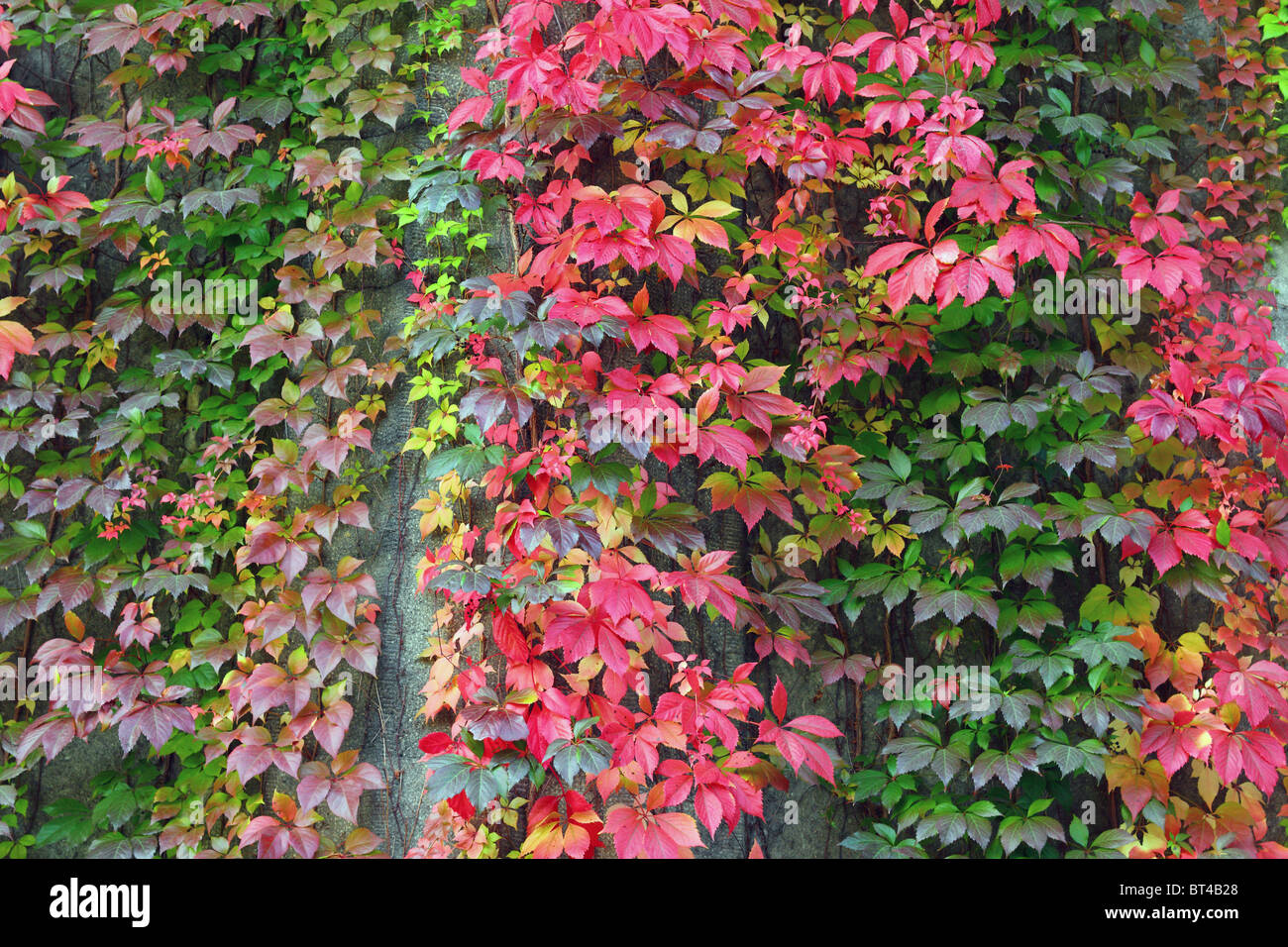 Virginia creeper multicolor leaves in autumn parthenocissus ...