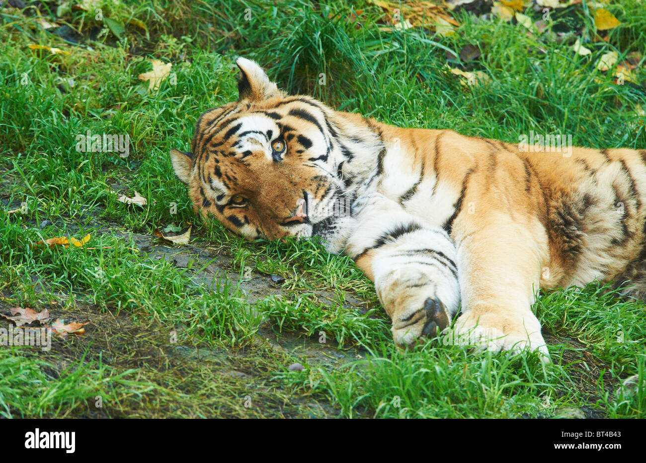 Manchurian tiger hi-res stock photography and images - Alamy