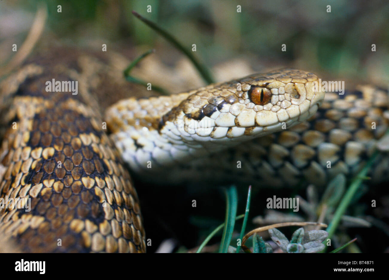 Orsini's Viper Vipera ursinii. Italy Stock Photo - Alamy