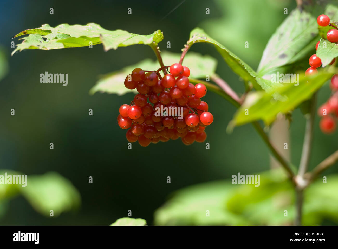 Wayfaring tree berries Stock Photo - Alamy