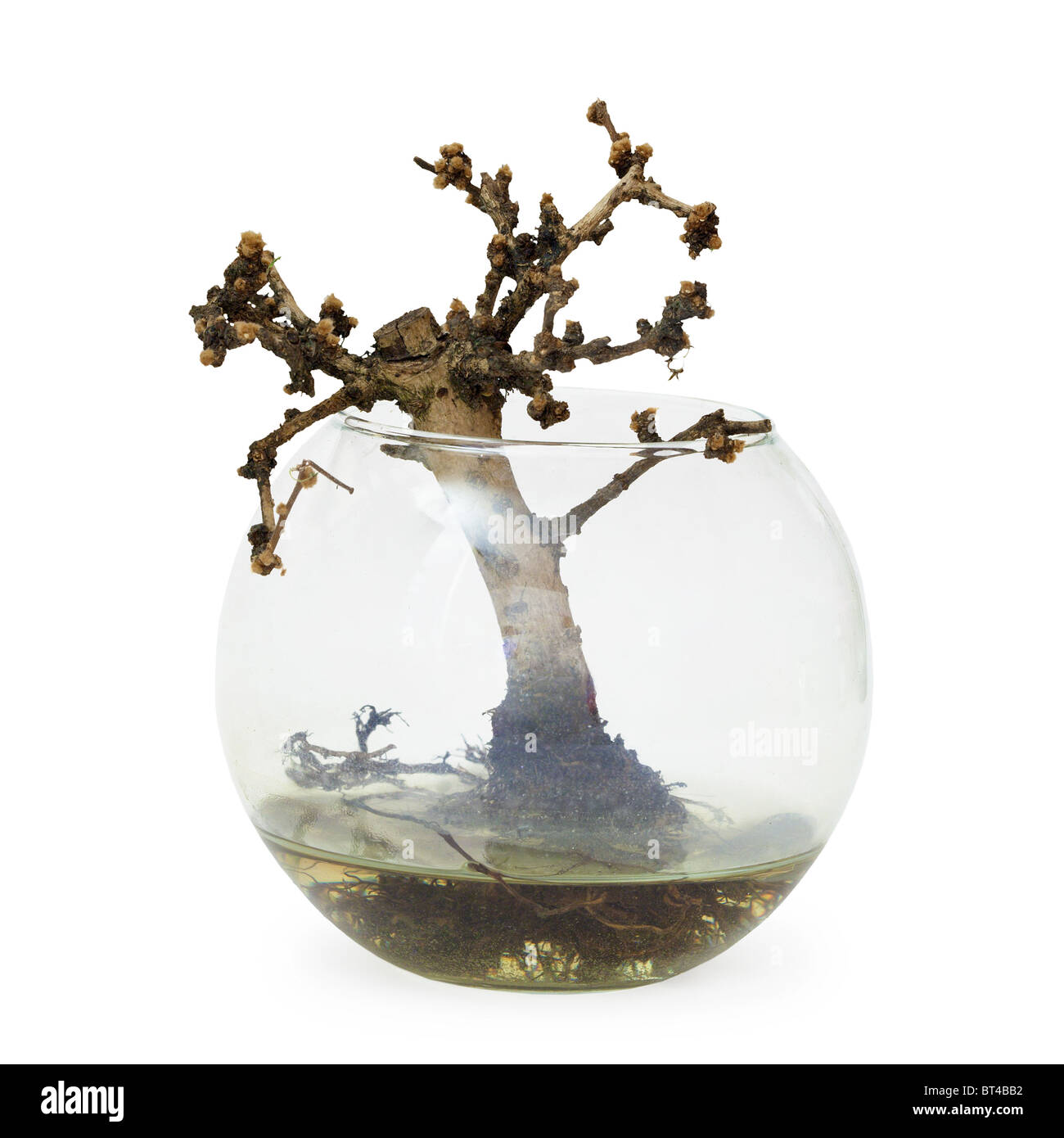 Dead and rotten tree hi-res stock photography and images - Alamy