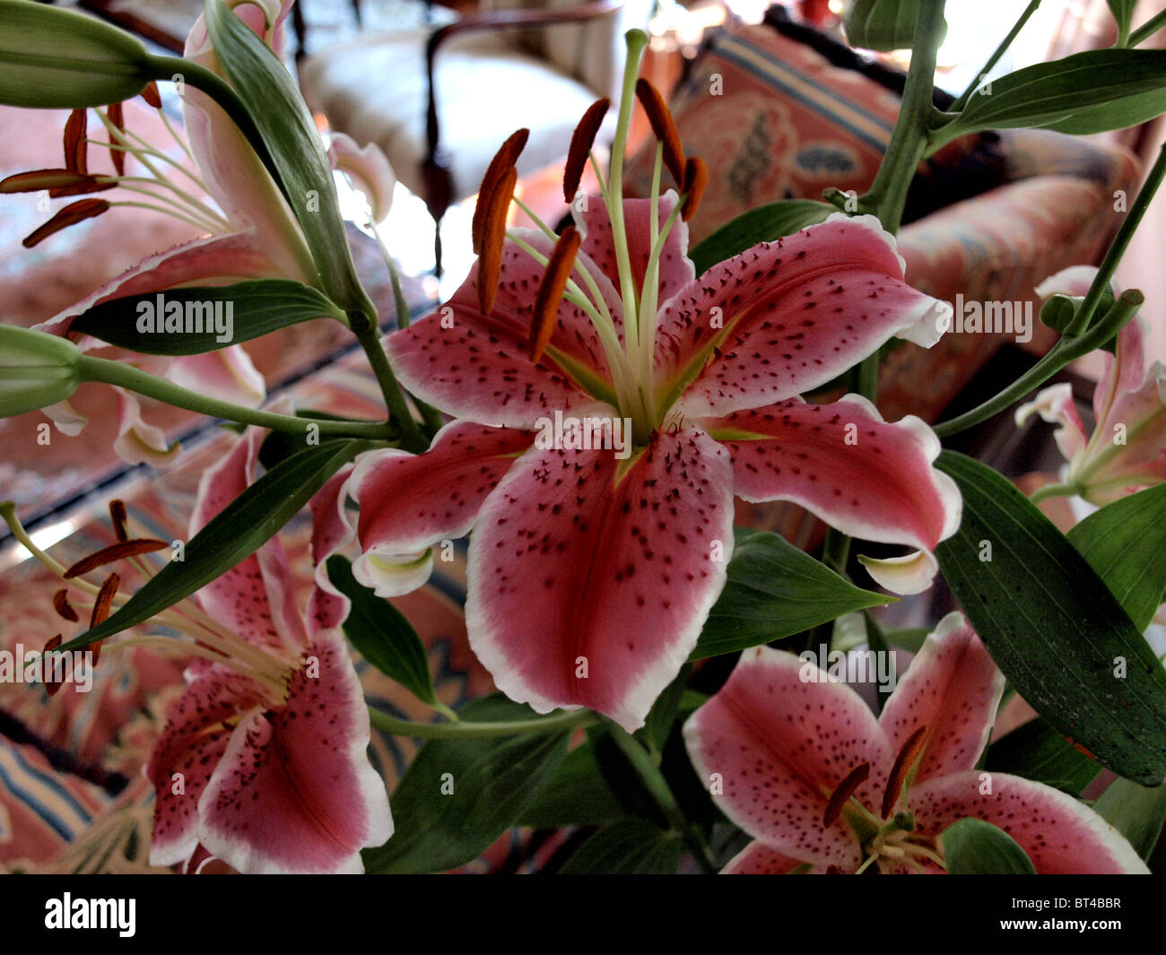 flowers Asian lily lilies pink red blooming tropical plants stems ...