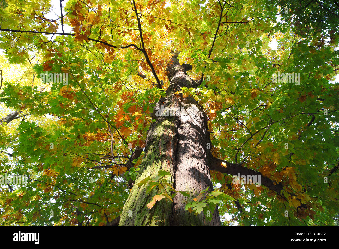 Red oak leaves turning yellow in autumn Quercus rubra Stock Photo - Alamy