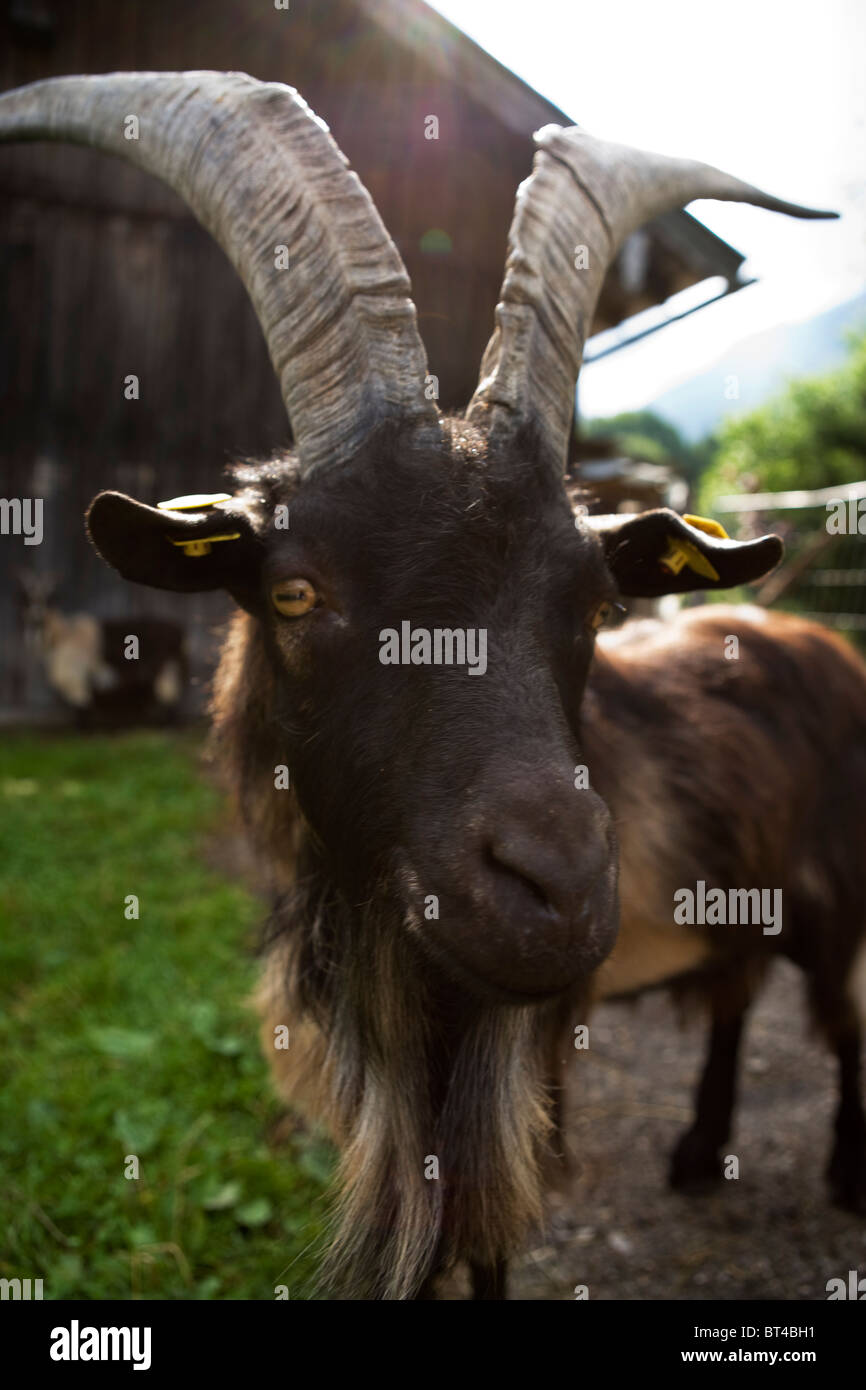 Goat with big horns in Garmisch-Partenkirchen, Germany Stock Photo - Alamy