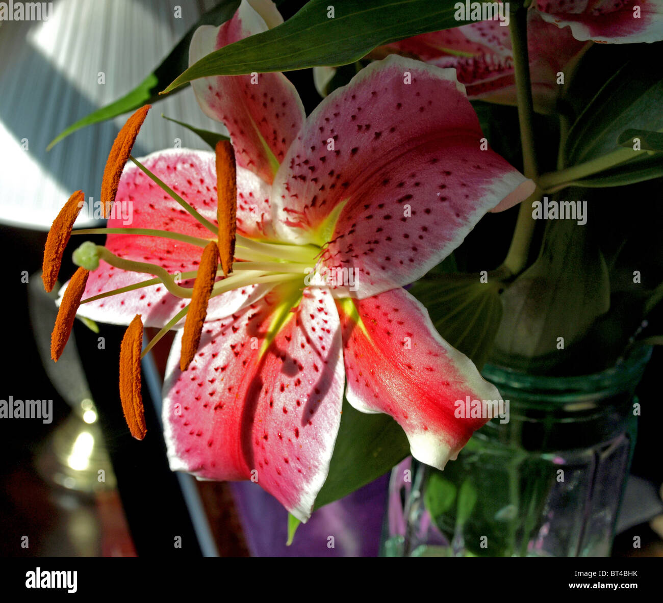 flower Asian lily red pink red marbled green plant Stock Photo - Alamy