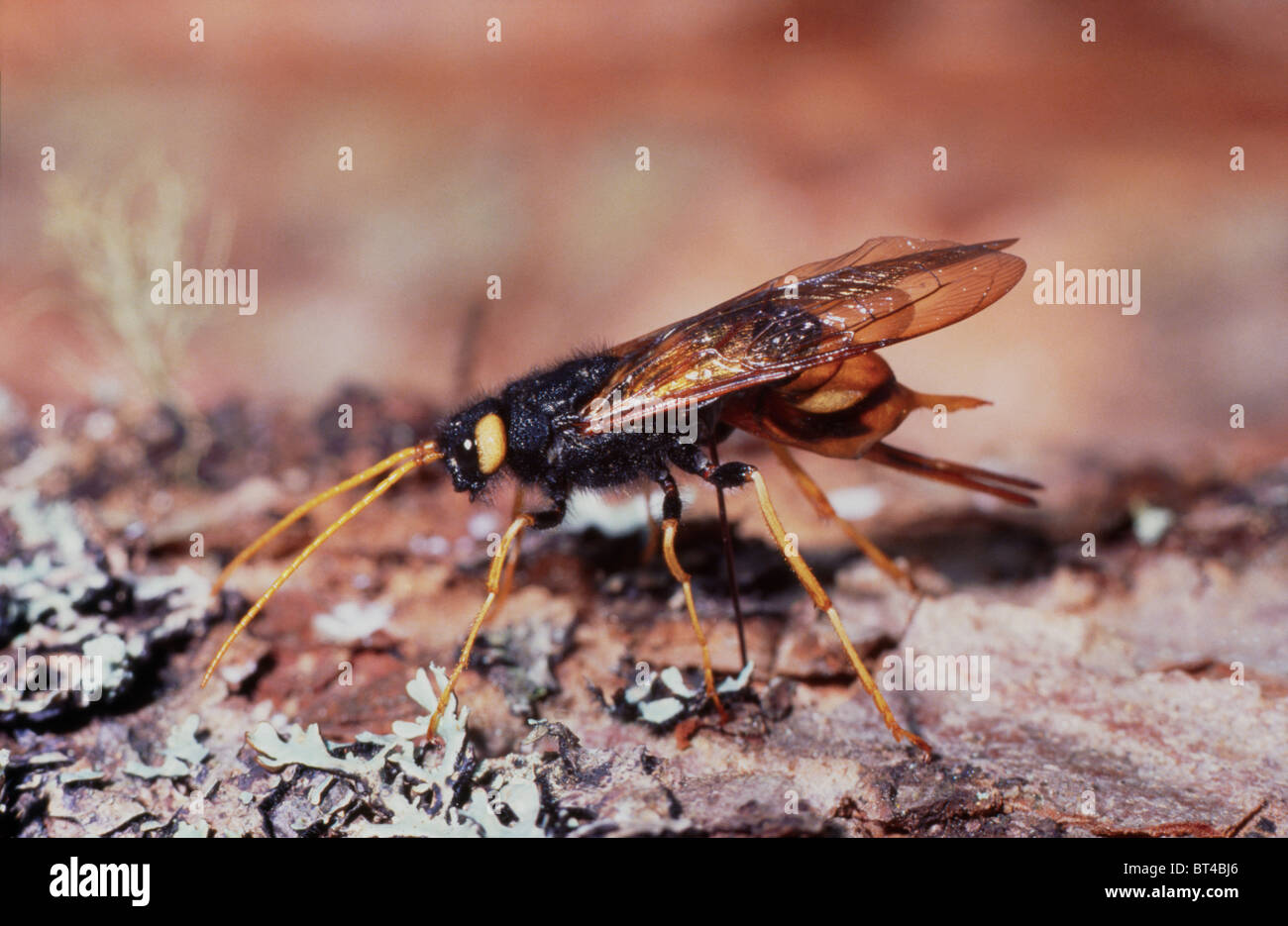 Giant horntail hi-res stock photography and images - Alamy